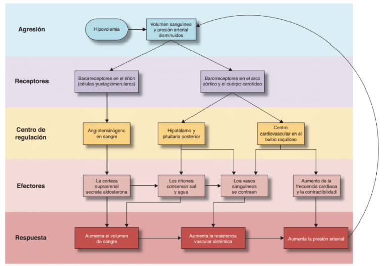 Estado de shock: Tipos de shock y fisiopatología