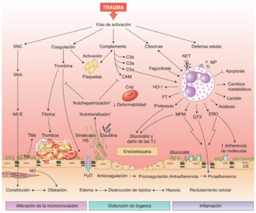 Estado de shock: Tipos de shock y fisiopatología